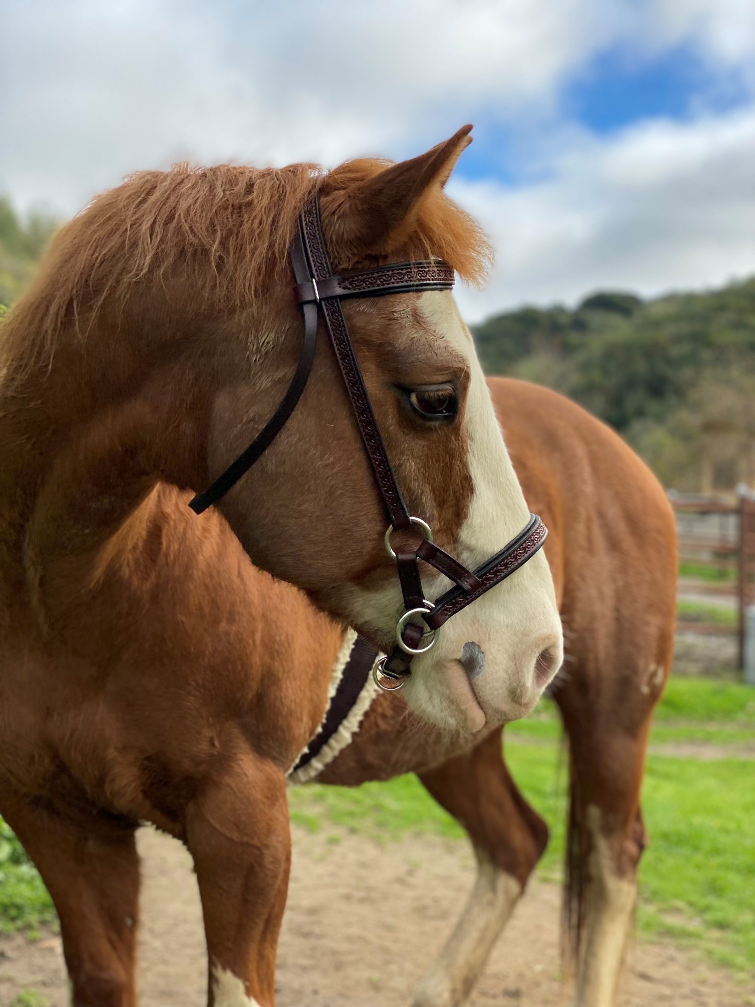 Bitless Bridle-Side Pull - Freedom Rider